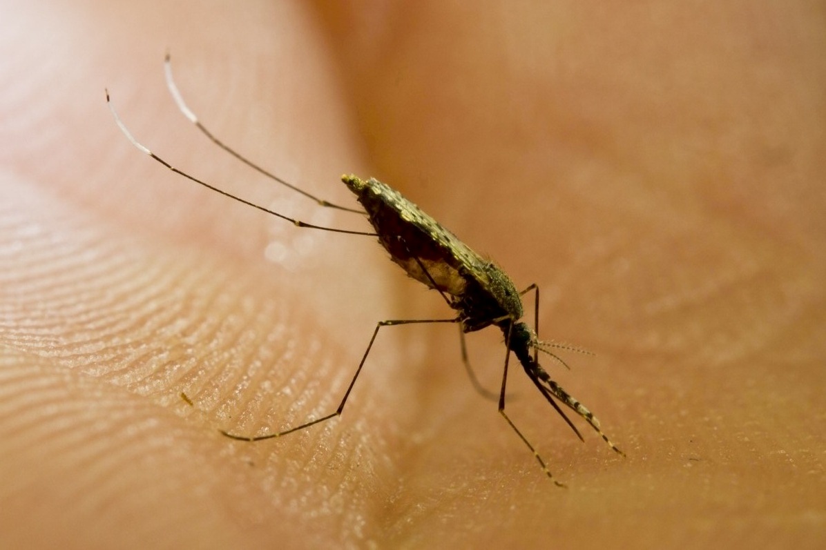 anopheles | Institut Pasteur de Guyane