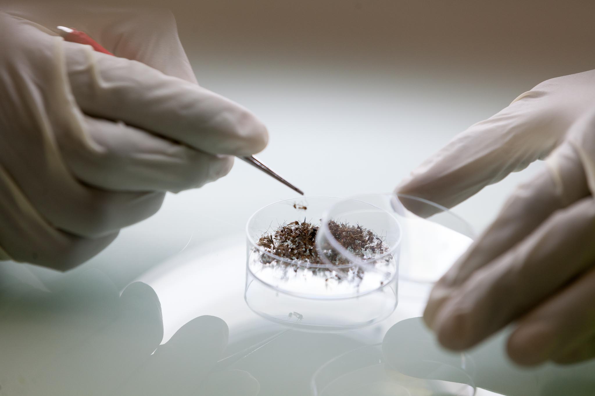 L’Institut Pasteur recrute Un(e) technicien(ne) de laboratoire ...