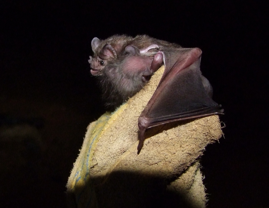 vampire 2 | Institut Pasteur de Guyane